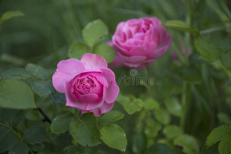 English Pink Roses Bush in the Garden Stock Photo - Image of decoration ...