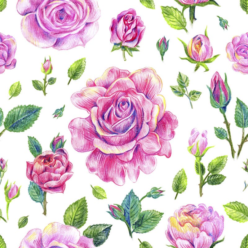 English pink roses stock illustration. Illustration of drawn - 163782779