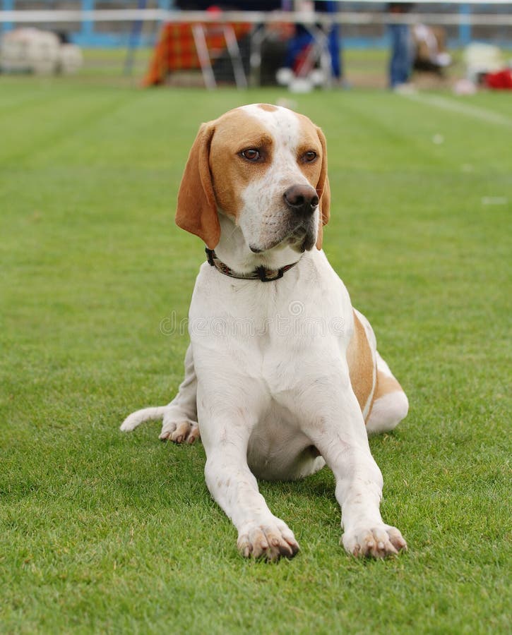 English Pointer stock image. Image of cute, white, pedigree - 21673729