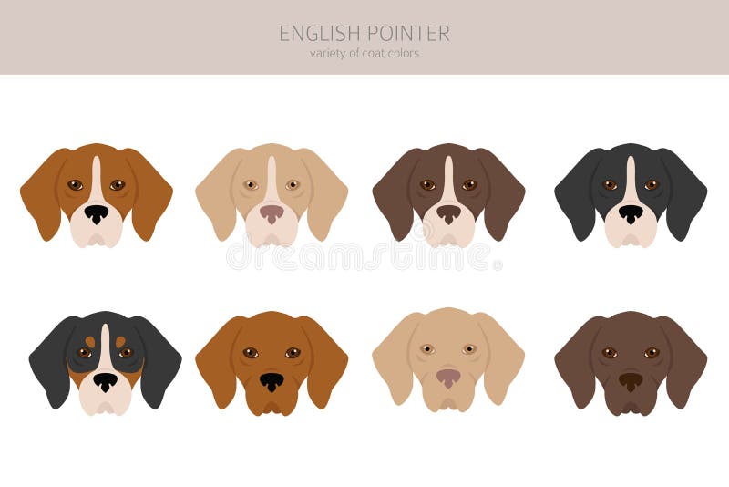 English Pointer Clipart. Different Poses, Coat Colors Set Stock Vector ...
