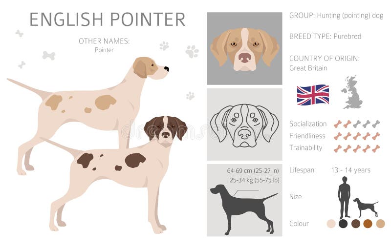 English Pointer Clipart. Different Poses, Coat Colors Set Stock Vector ...