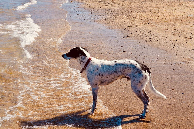 English Pointer Dog Stands on Sand Beach, Closeup Shot Stock Image ...