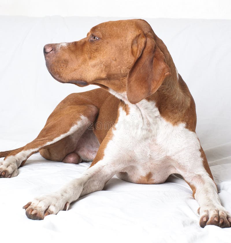 English Pointer (hunter Dog) Stock Photo - Image of creature, purebred ...