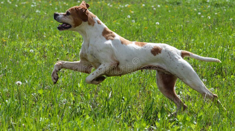 English pointer jumping stock image. Image of pedigreed - 28249735