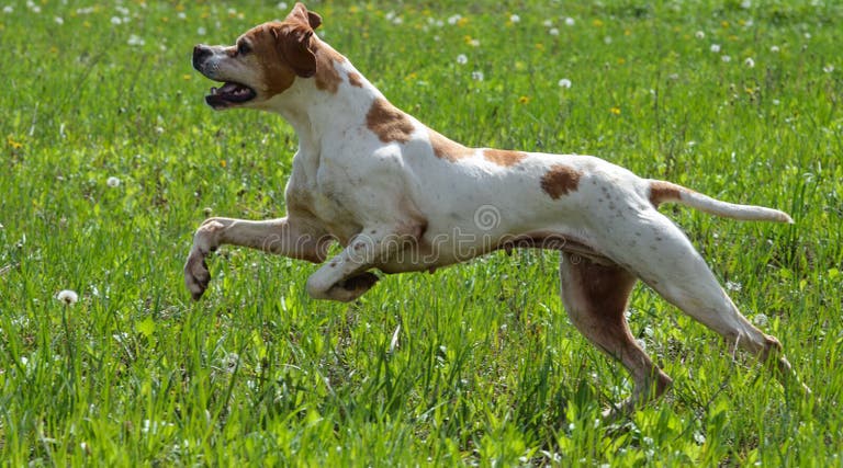 English pointer jumping stock image. Image of pedigreed - 28249735