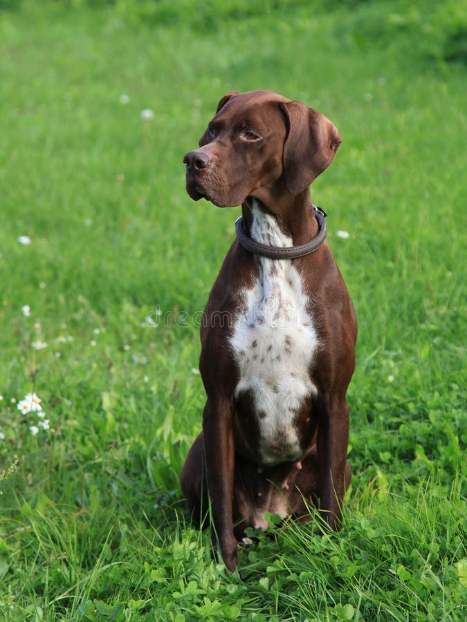 English Pointer on the Meadow Stock Image - Image of pedigreed, breed ...