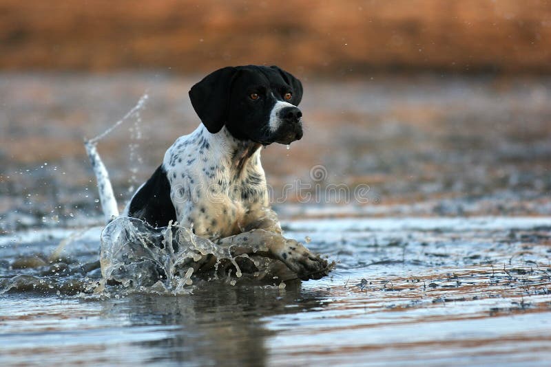 English pointer running stock photo. Image of grass, south - 3452018