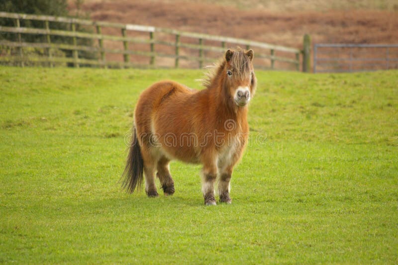 Brown Pony Picture. Image: 1935642