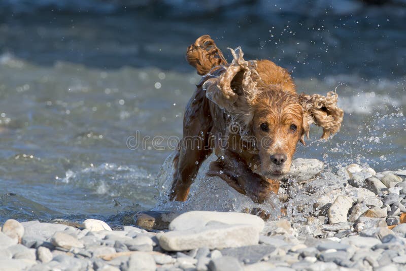 English Puppy Cocker Spaniel Running in the River Stock Image - Image ...