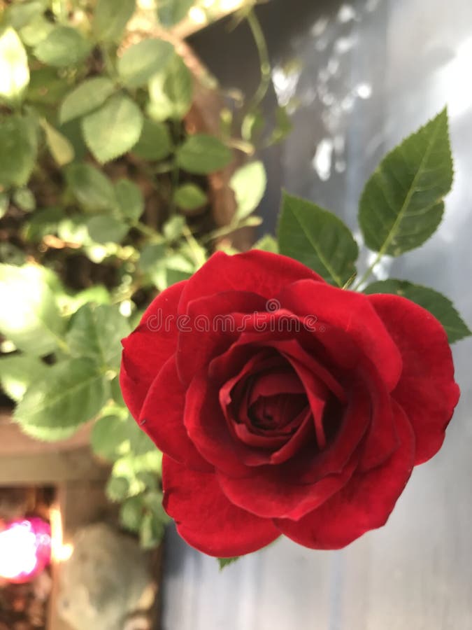 English red rose stock photo. Image of full, english - 184606440