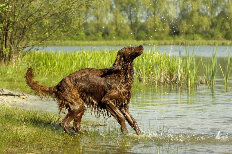 Setter in action stock photo. Image of hunt, aspirations - 10319236
