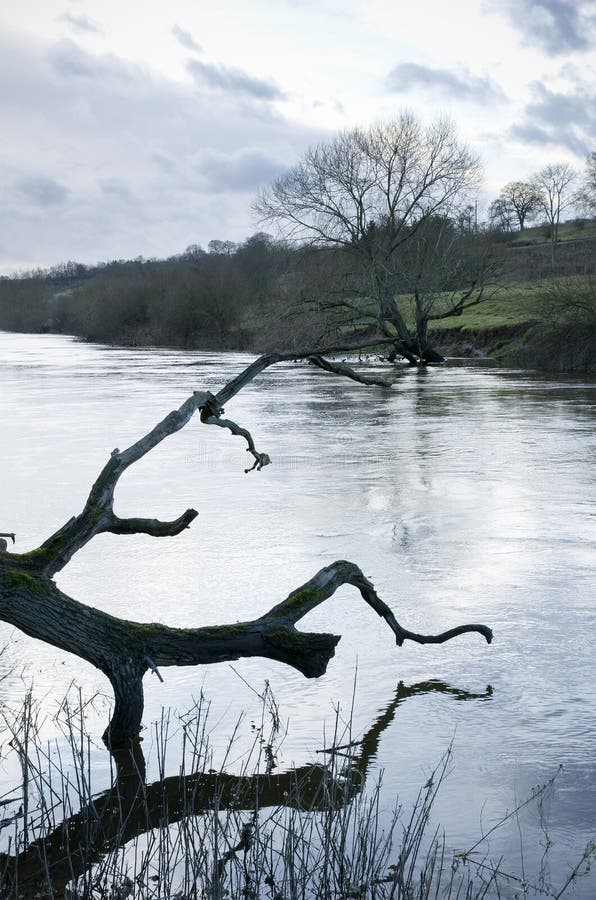 An English River with a Dead Tree Stock Image - Image of countryside ...