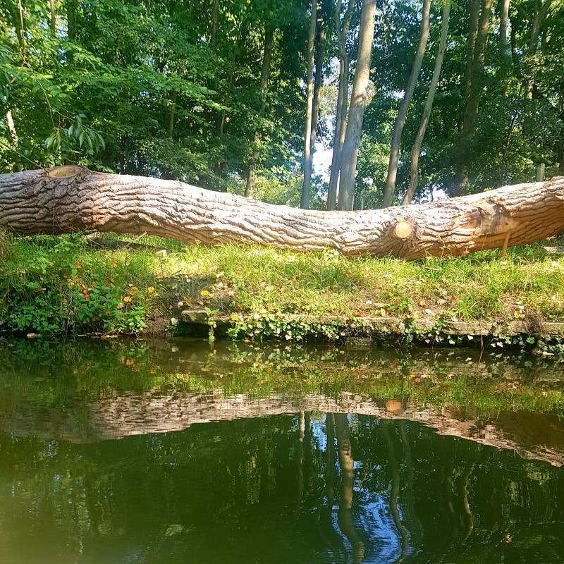 English Riverside Log and Reflection Stock Photo - Image of garden ...