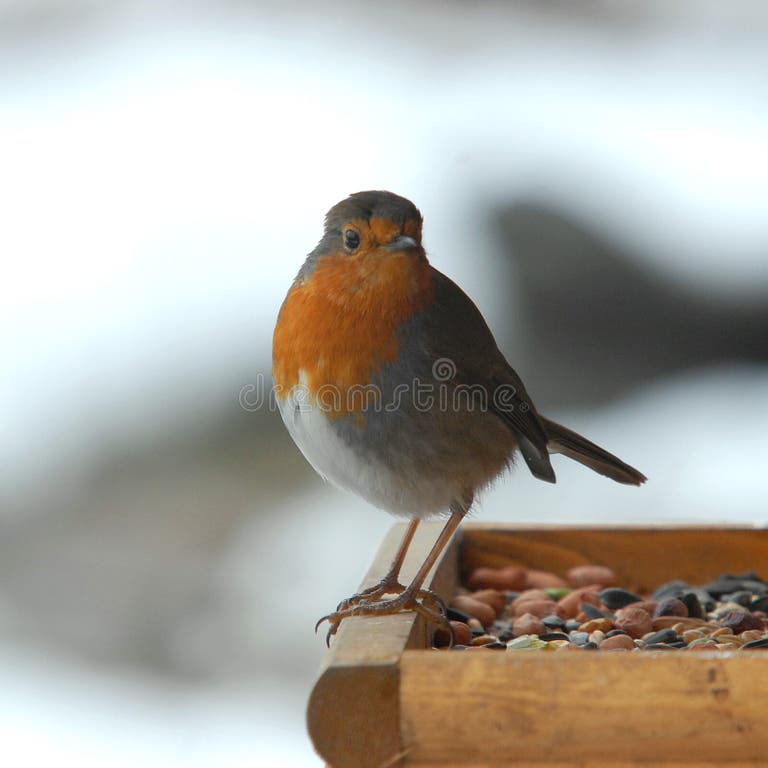 English Robin stock image. Image of ruffled, feeding, feathers - 8057289