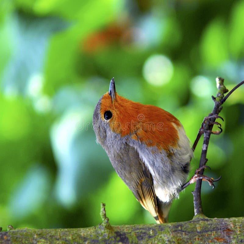 English Robin stock photo. Image of perch, english, feathers - 966430