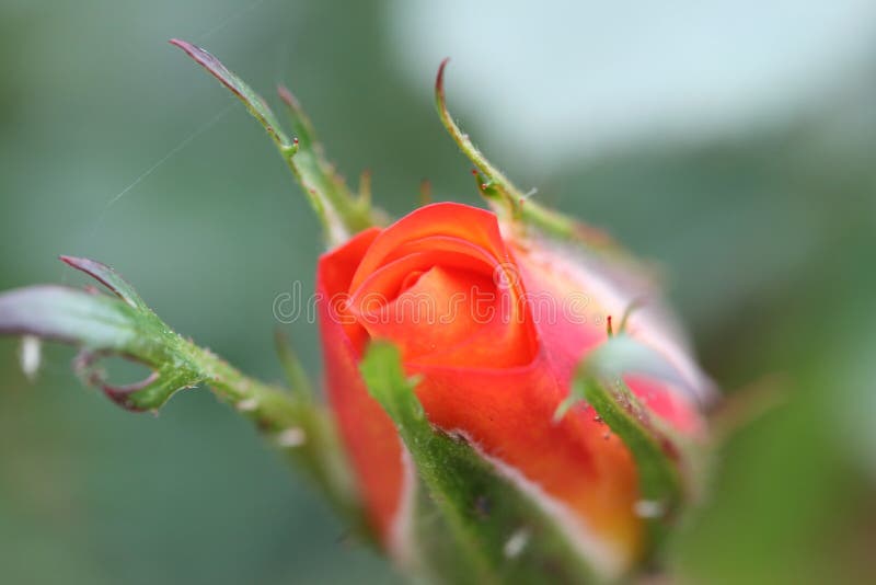 English Rose stock image. Image of macro, nature, england - 19894951