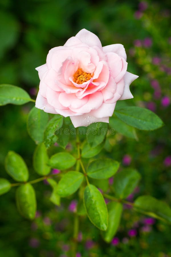 English rose stock image. Image of green, garden, sweet - 79711569