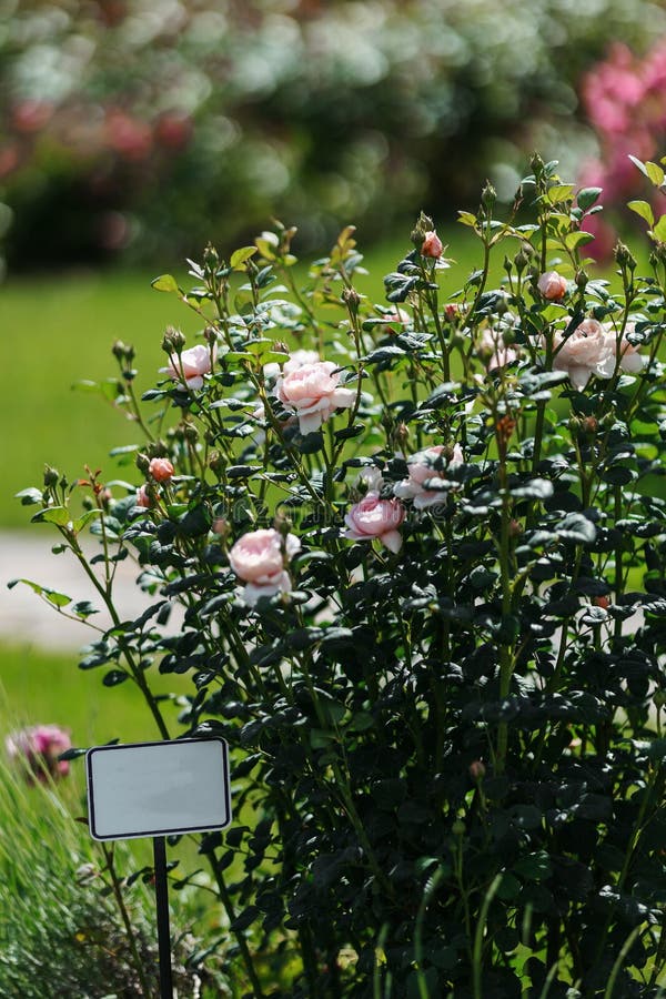 English Rose in the Botanical Garden Stock Image - Image of garden ...