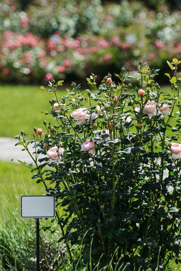 English Rose in the Botanical Garden Stock Photo - Image of anniversary ...
