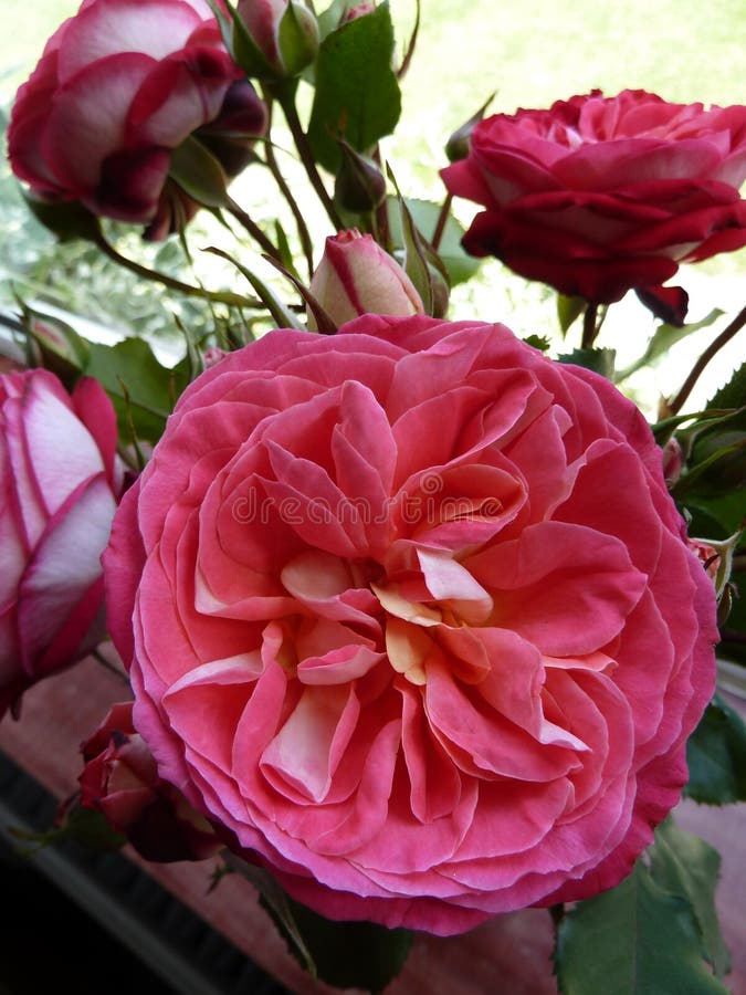 English Roses Pink (2) stock image. Image of pink, bloom - 55871769