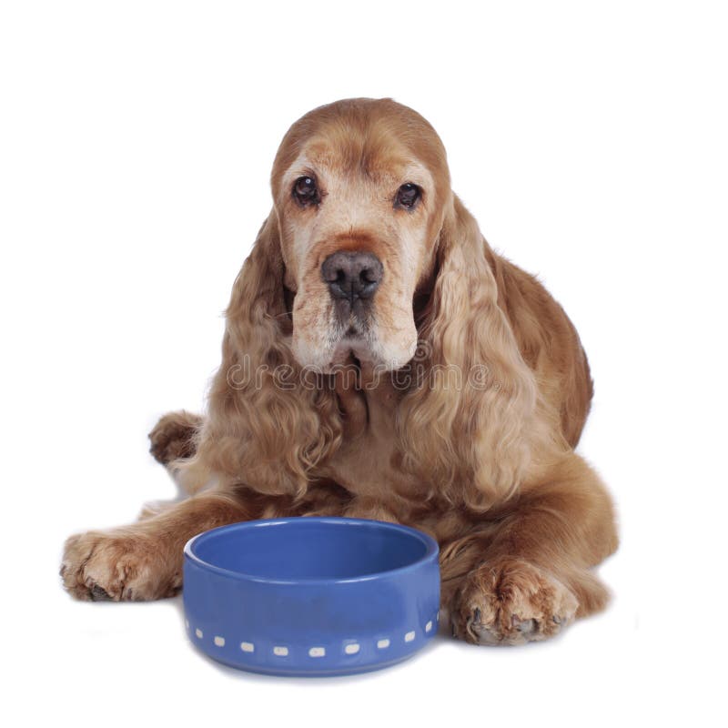 English Senior Cocker Spaniel with Food Bowl Stock Image - Image of ...