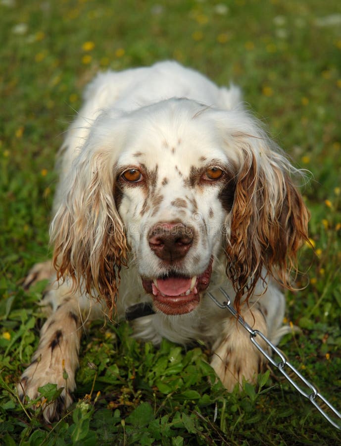English setter stock image. Image of portrait, breed, brown - 2552451