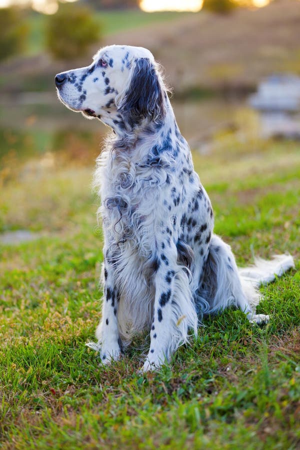 English Setter stock image. Image of spotted, alert, canine - 28300885