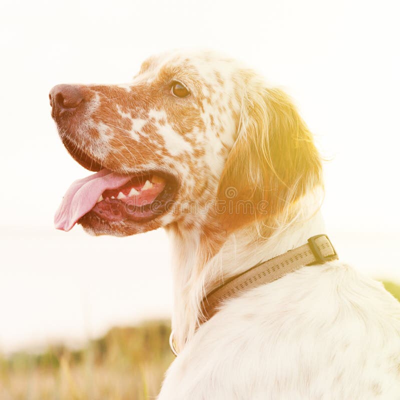 English Setter with Brown Spots on Field Stock Image - Image of wheat ...