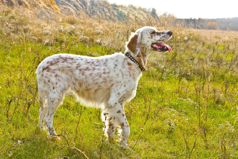 The English setter stock image. Image of setter, spotty - 6764699