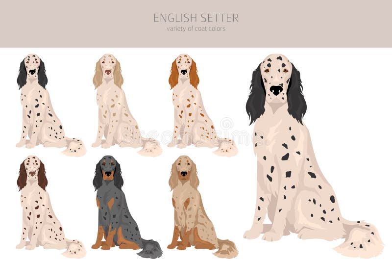 English Setter Clipart. Different Poses, Coat Colors Set Stock Vector ...