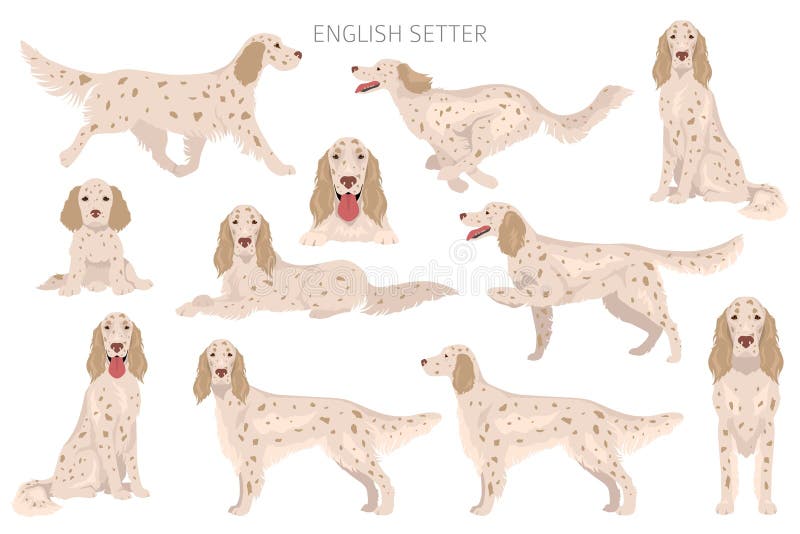 English Setter Clipart. Different Poses, Coat Colors Set Stock Vector ...