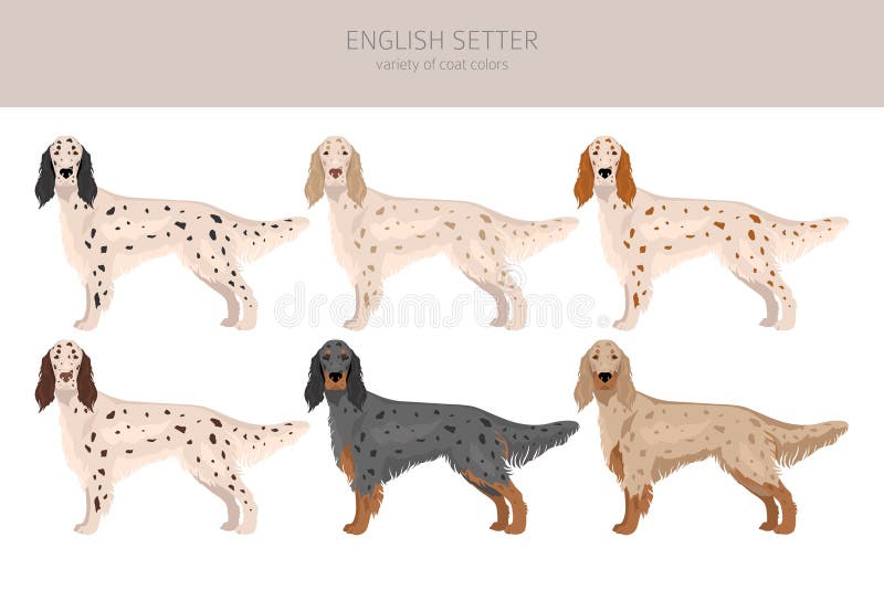 English Setter Clipart. Different Poses, Coat Colors Set Stock Vector ...