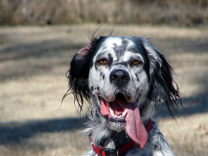 English Setter Close Up stock photo. Image of athletic - 91272342