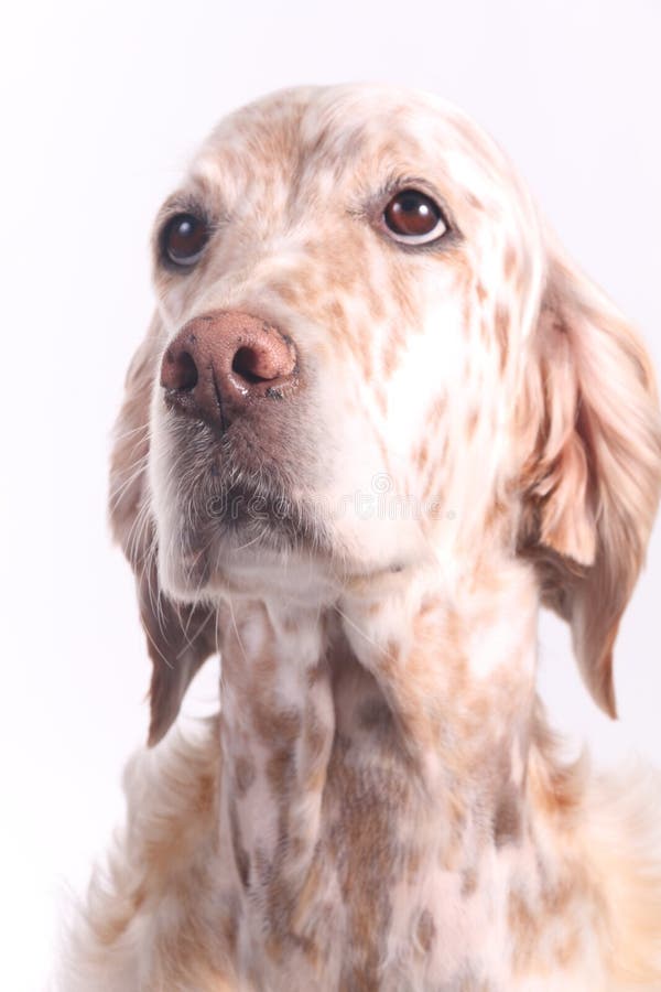 Hazel Brown Hair Colour Stock Photos - Free & Royalty-Free Stock Photos ...