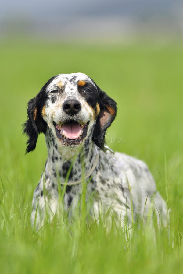 English Setter Dogs stock image. Image of kennel, face - 35094243