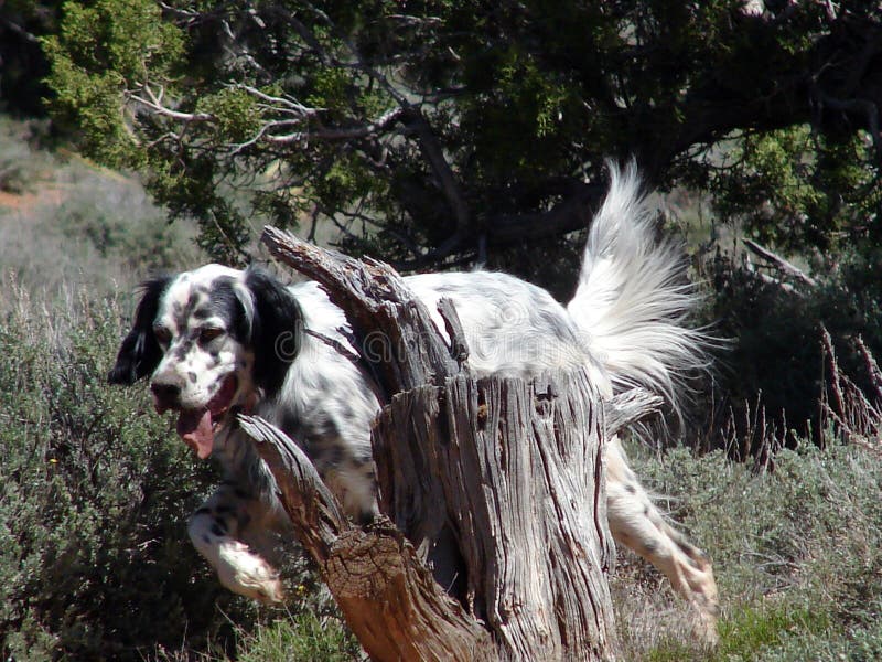 English Setter in the Field Stock Image - Image of full, classy: 91272781