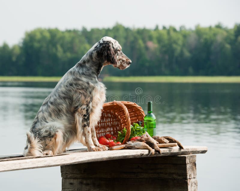English Setter with Hunting Birds Stock Photo - Image of autumn ...