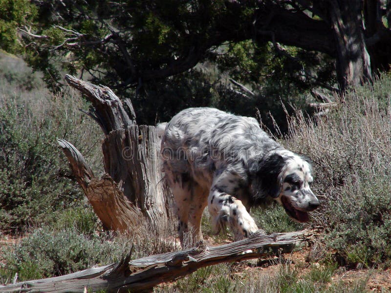 English Setter Hunting stock image. Image of dogs, hair - 91272697
