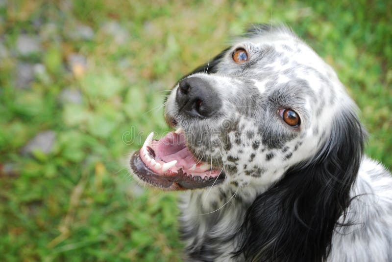 English Setter Looking with Affection Stock Image - Image of cute ...