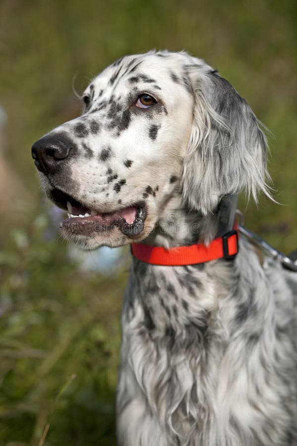 English setter stock photo. Image of barn, hound, nose - 34689222