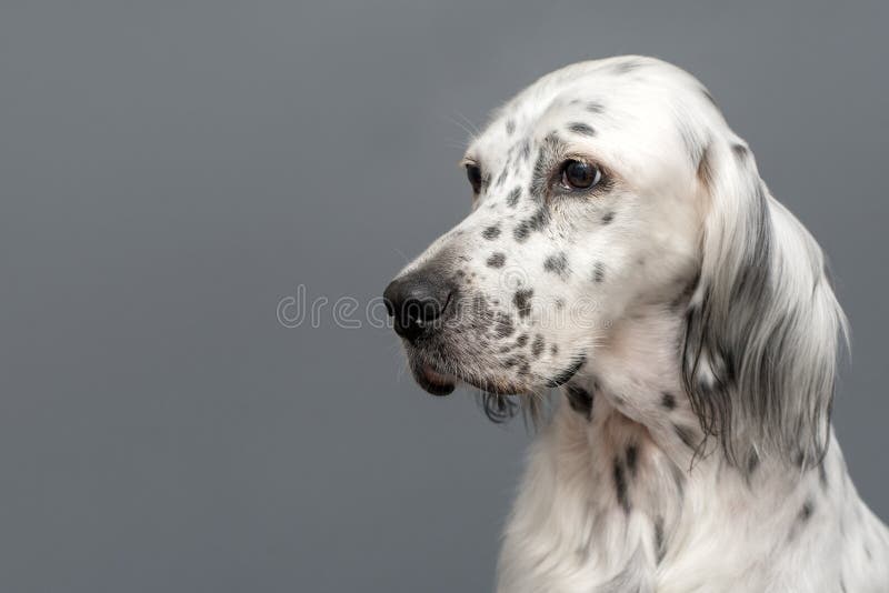 Are English Setters Friendly Dogs