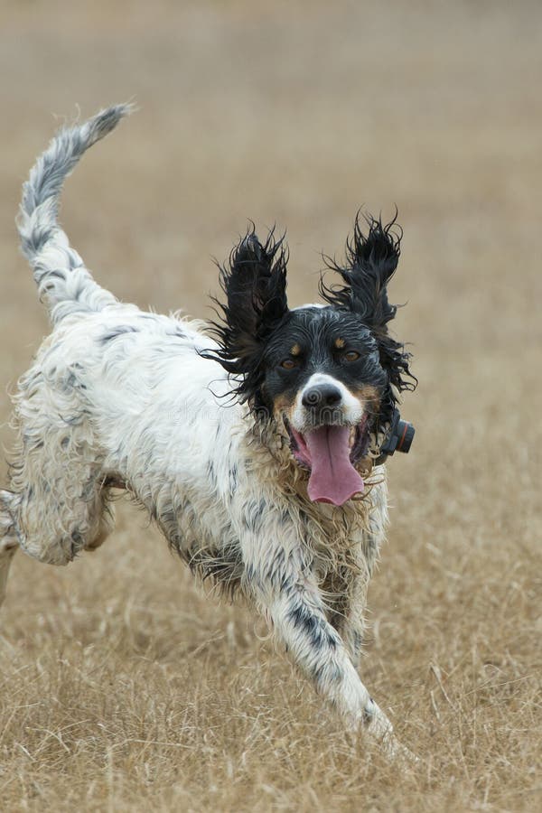 English Setter on Point stock image. Image of pointing - 8640565