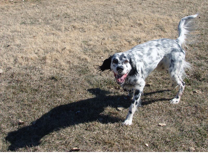 698 English Setter Black White Stock Photos - Free & Royalty-Free Stock ...