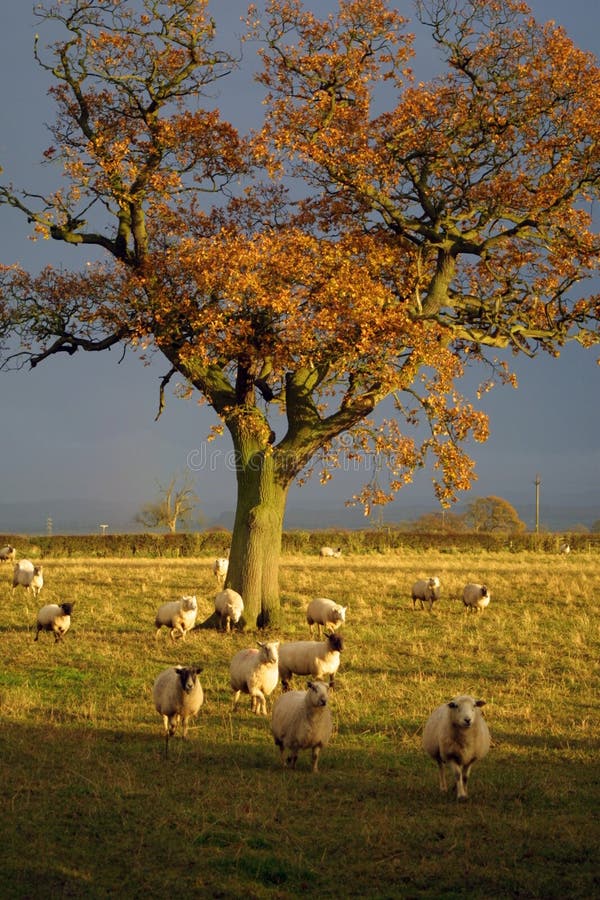 English sheep stock image. Image of follow, sheep, farm - 68087