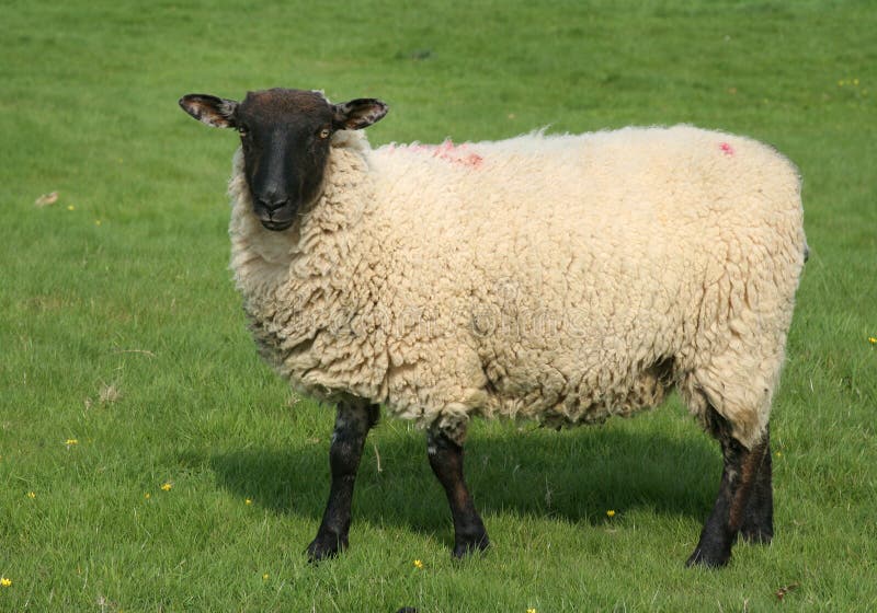 English sheep in field stock photo. Image of wool, england - 384082