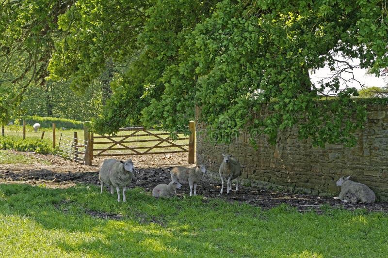 English sheep stock photo. Image of farm, sheep, shelter - 124184204