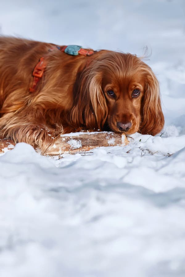 English Spaniel Dog with a Stick in Its Teeth on a Snowy Path. Stock ...