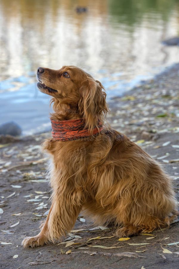 English Spaniel Near the Lake Stock Image - Image of grass, brown ...