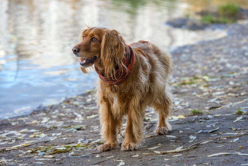 English Spaniel Near the Lake Stock Image - Image of adorable, district ...