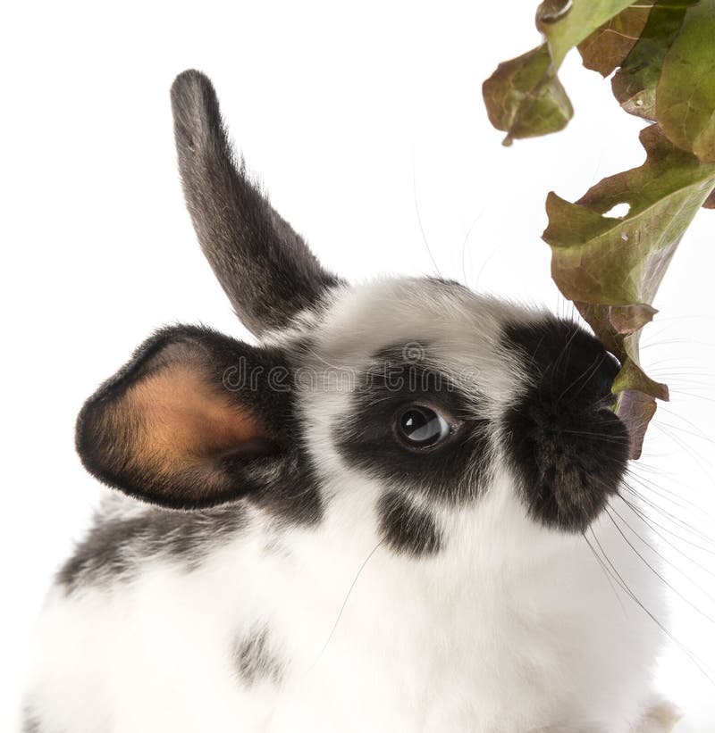 English Sparrow - Spotted Rabbit Stock Image - Image of ears, seasonal ...